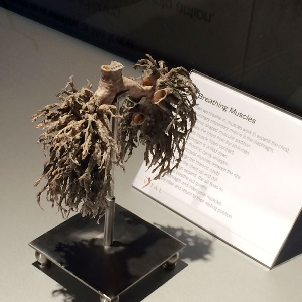 Body Worlds Exhibit at the Portland Science Center | Sarah's Cucina Bella